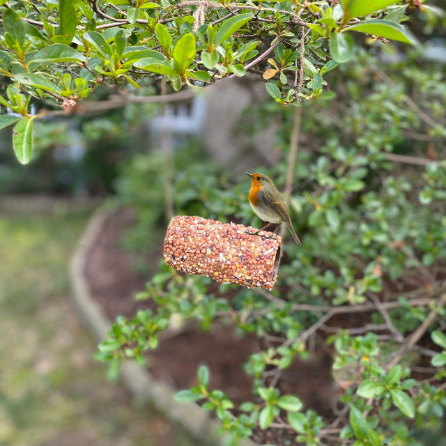 SIMPLE BIRD FEEDER – MAT Create