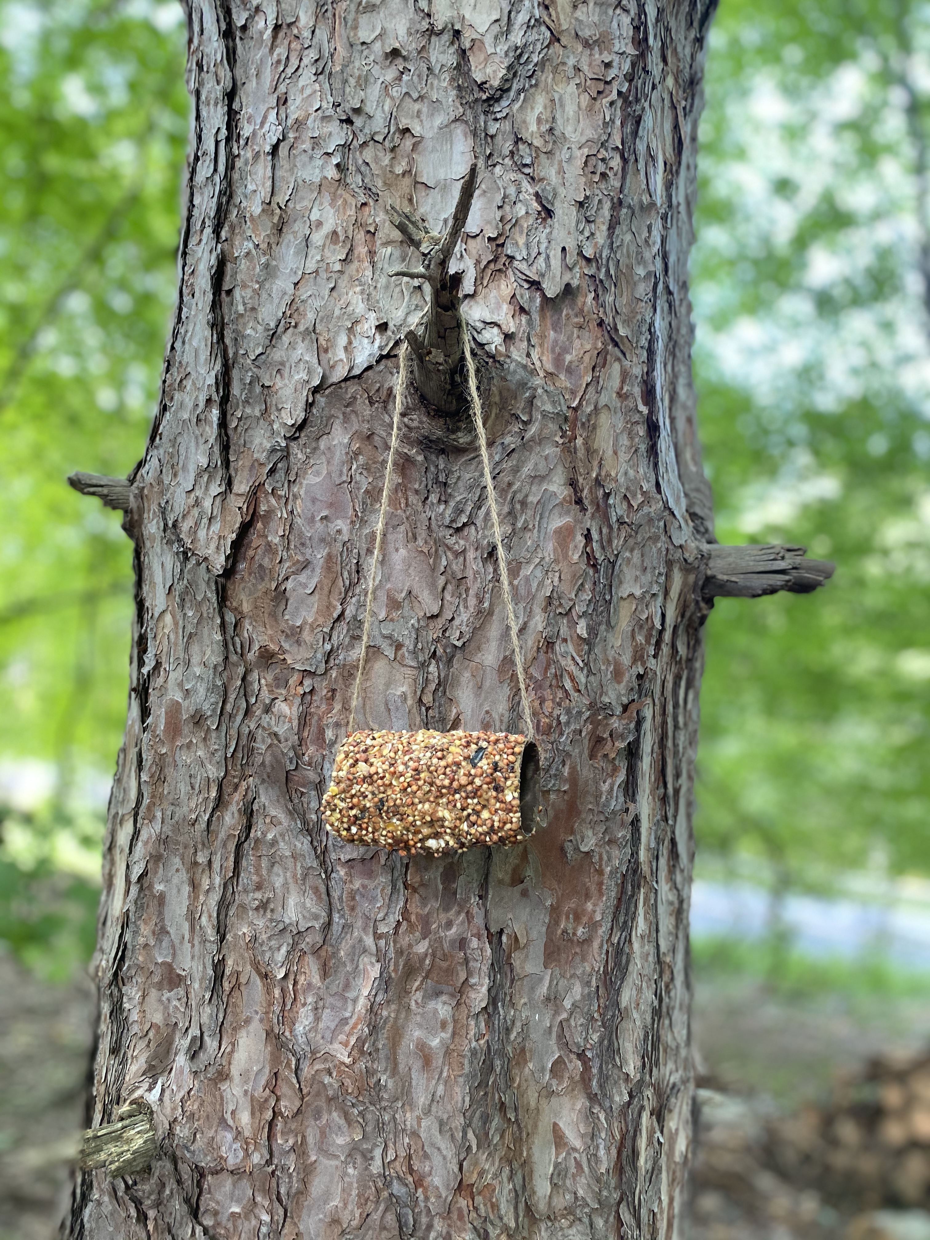 SIMPLE BIRD FEEDER – MAT Create