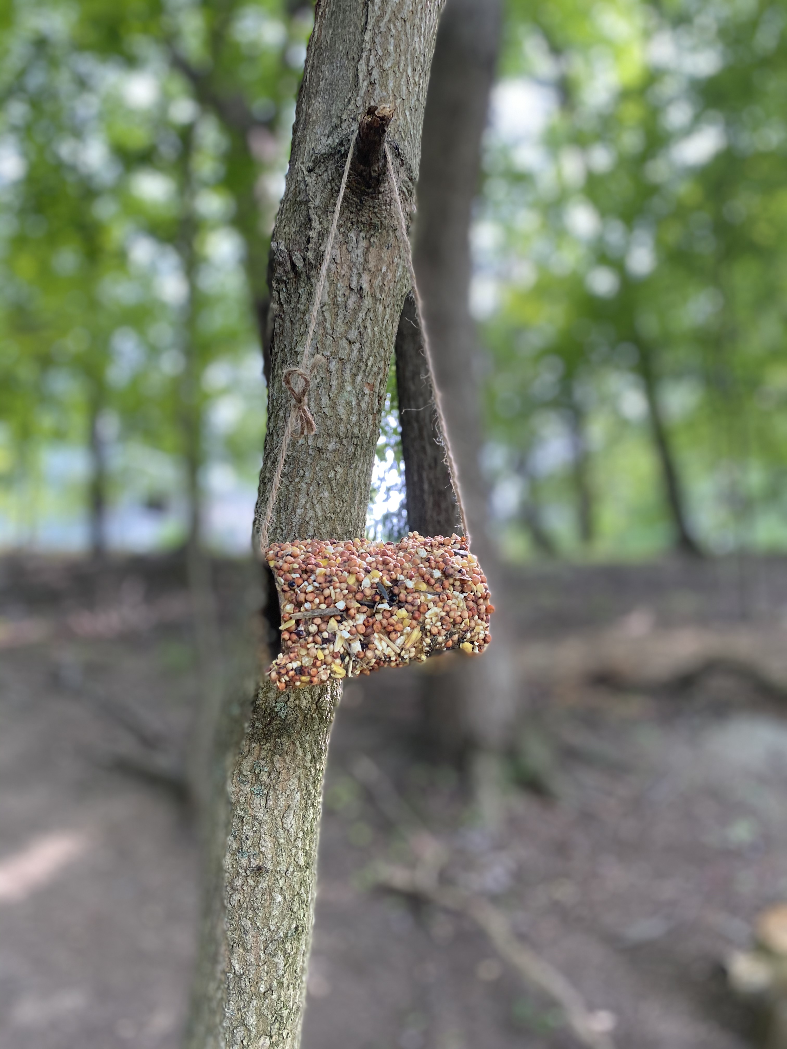 SIMPLE BIRD FEEDER – MAT Create